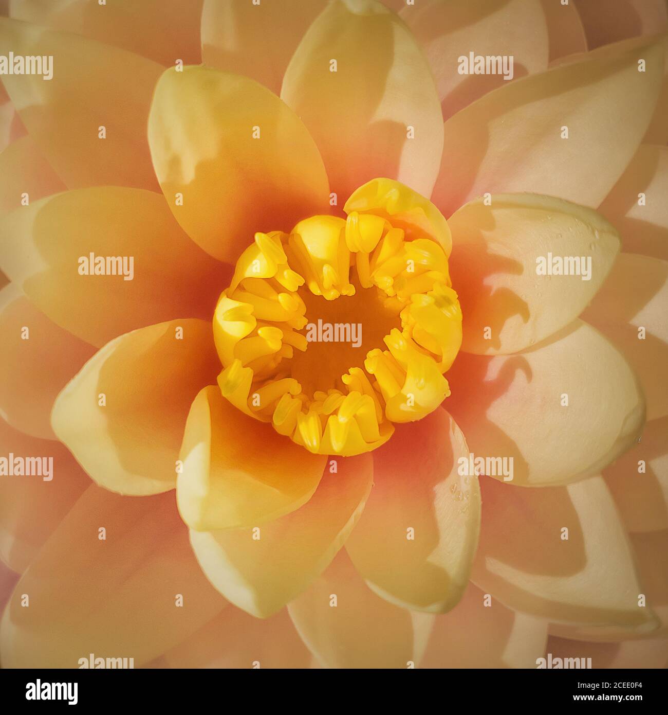 Orange Lotus Flower High Resolution Stock Photography and Images - Alamy