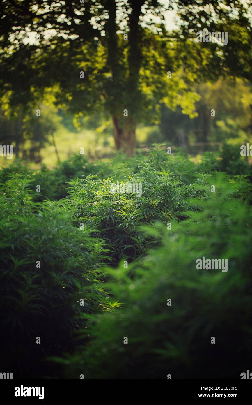 Hemp plants hi-res stock photography and images - Alamy