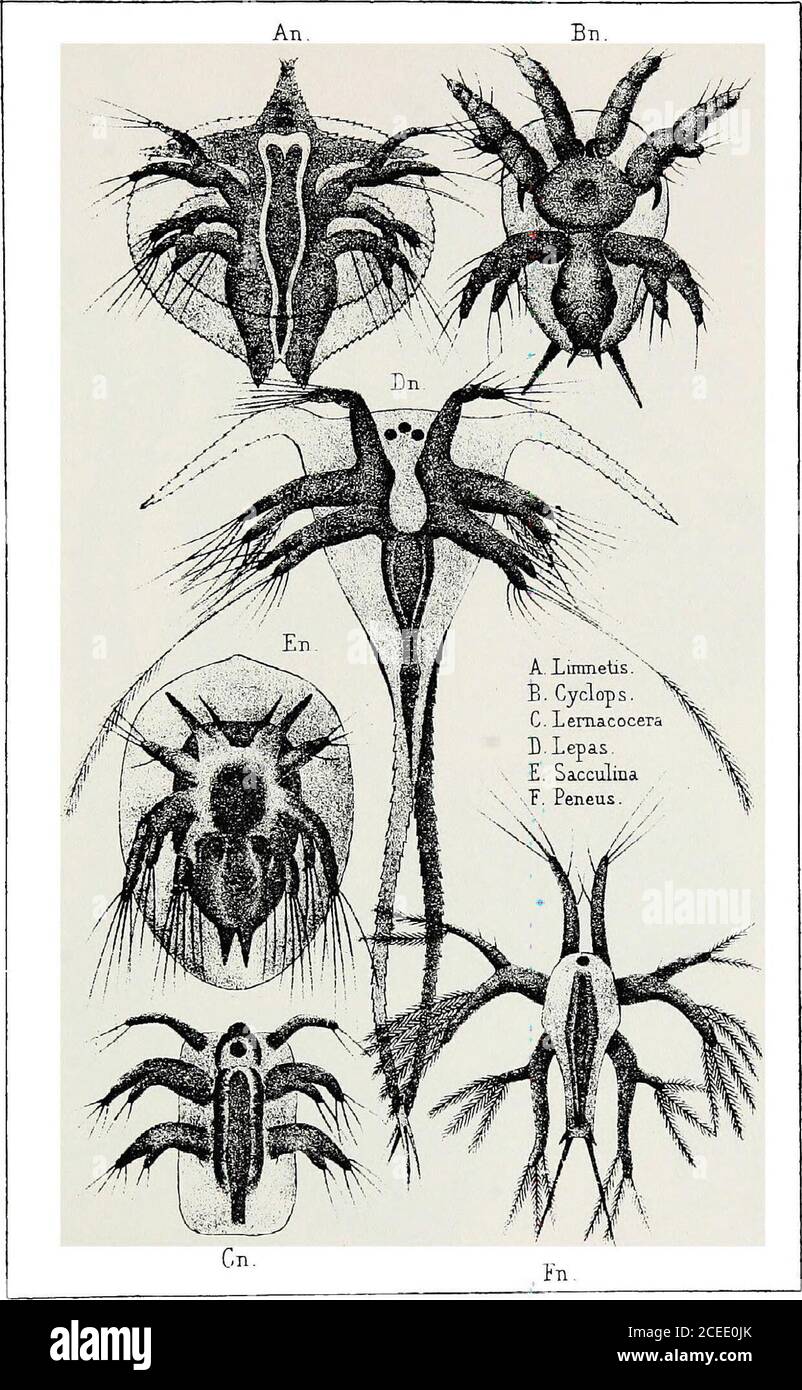Lamarck evolution hi-res stock photography and images - Alamy