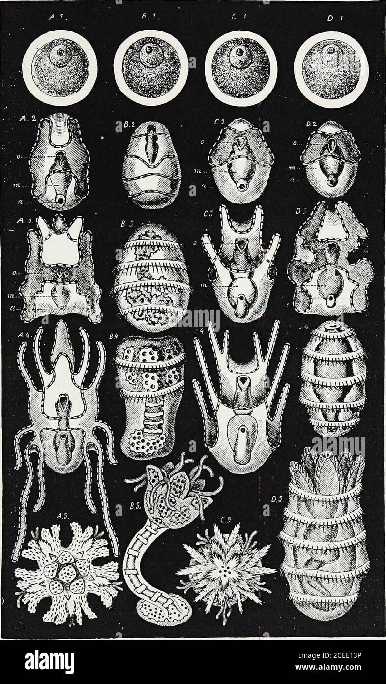 Lamarck evolution hi-res stock photography and images - Alamy