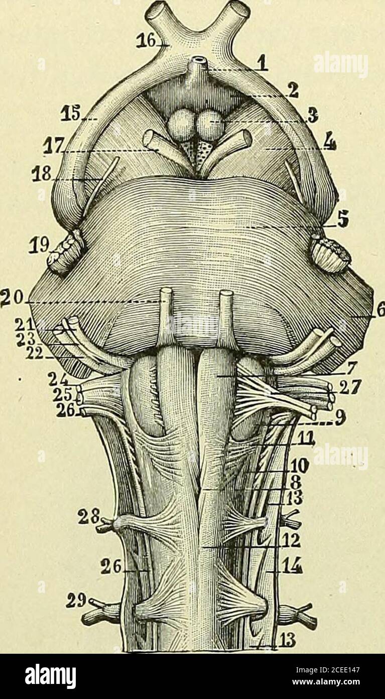 . Text-book of anatomy and physiology for nurses. e anterior horn being ...