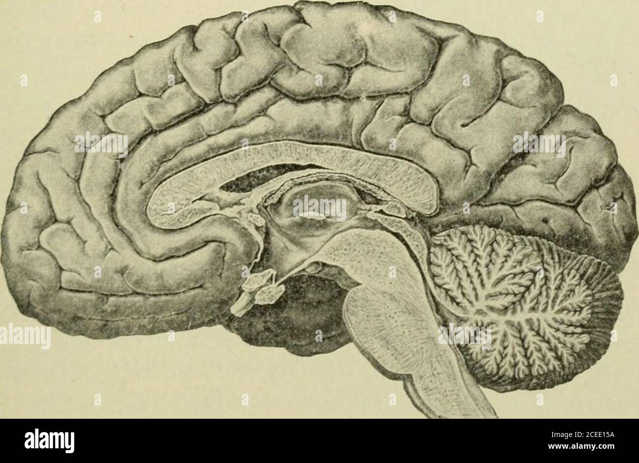 . Text-book of anatomy and physiology for nurses. rebellum,medulla ...