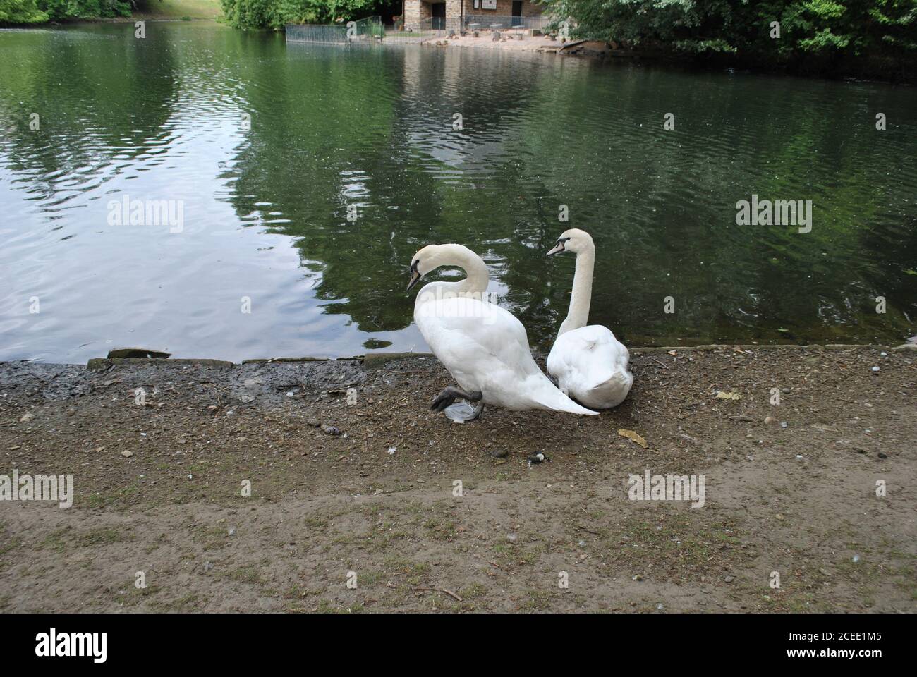 Closeup shot beautiful swans hi-res stock photography and images - Alamy