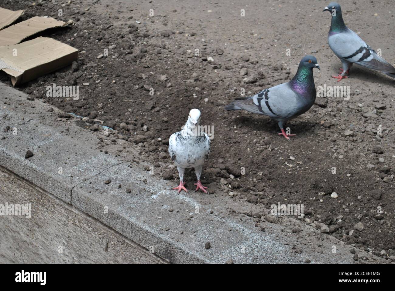 High angle shot of pigeons walking on a soil ground Stock Photo - Alamy
