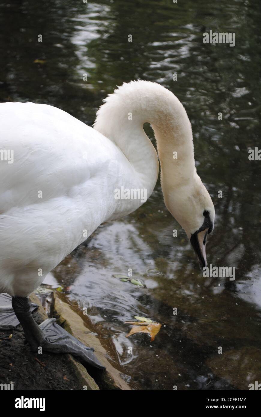 Vertical shot of a swan bending over a pond Stock Photo - Alamy