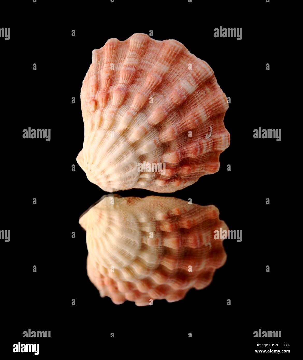 Venus and scallop shell hi-res stock photography and images - Alamy