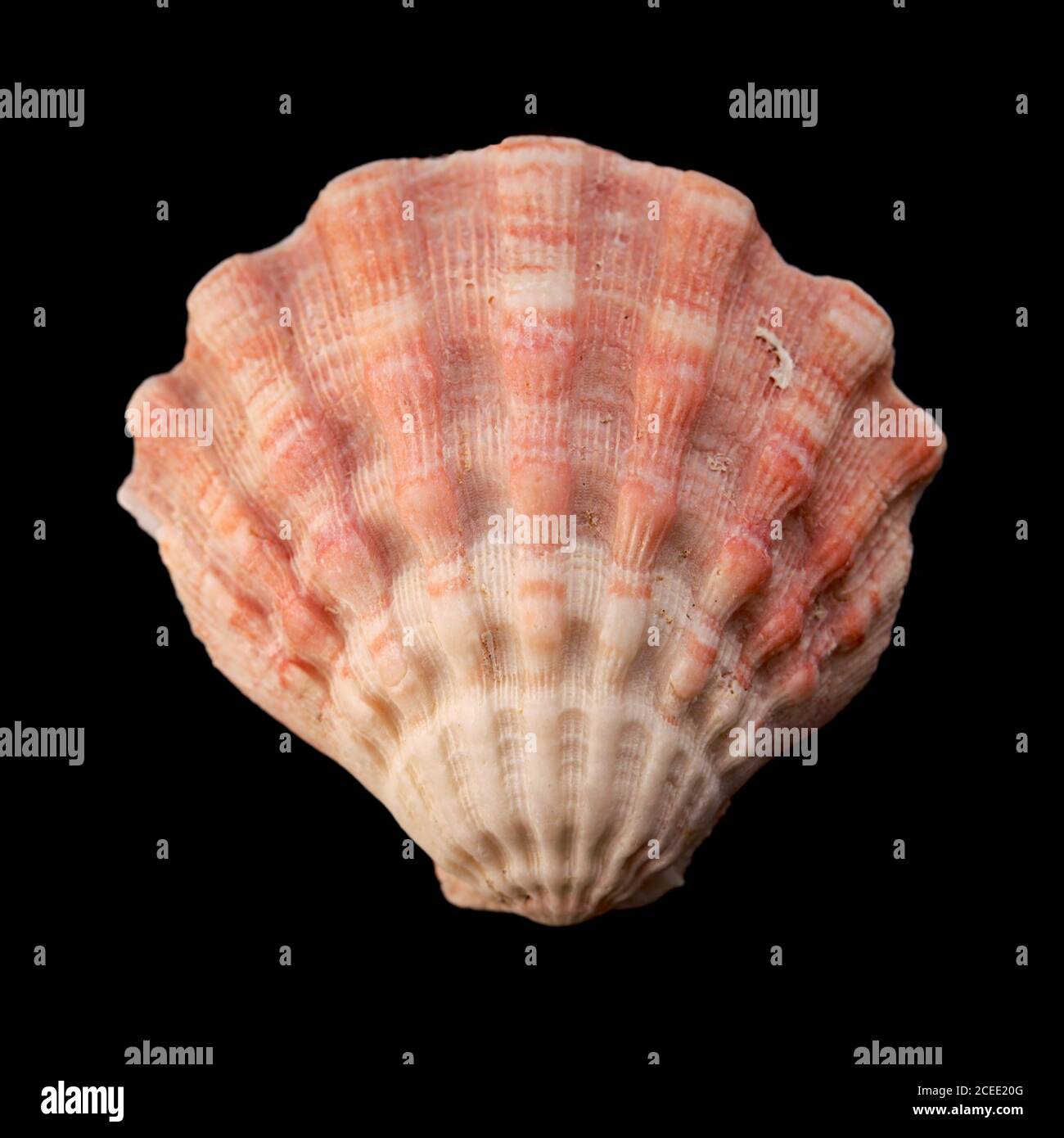 Pink scallop hi-res stock photography and images - Alamy