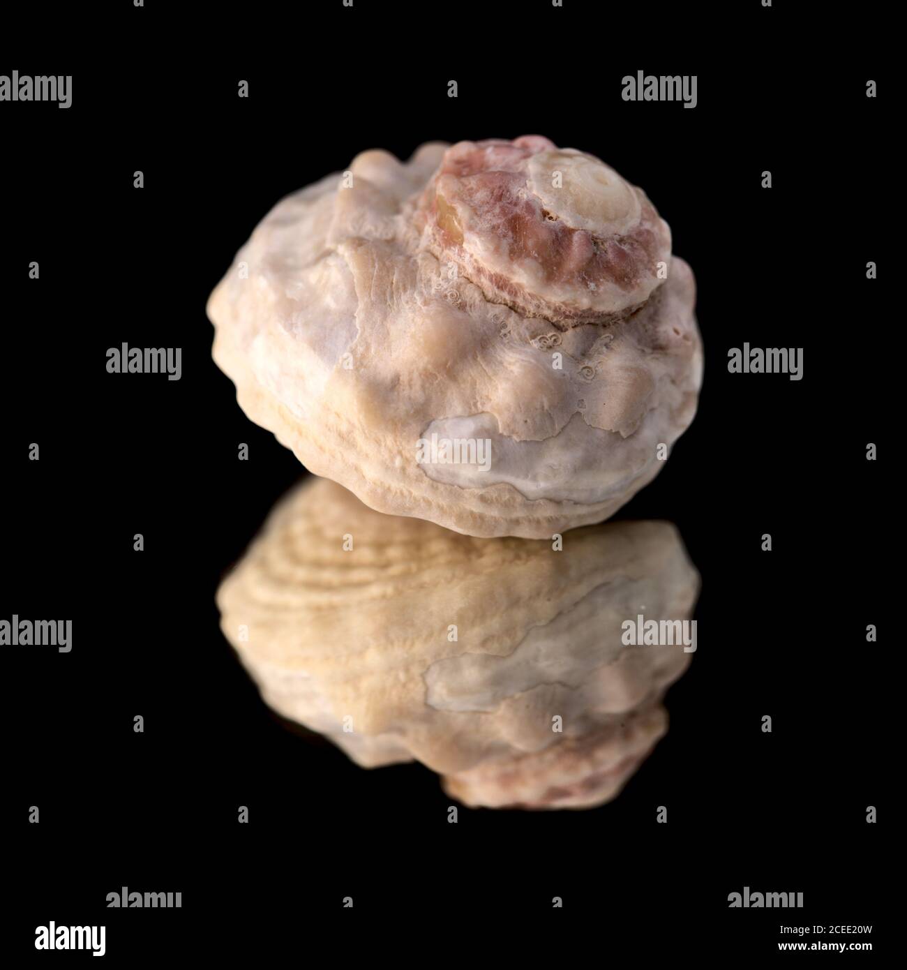 broken sea snail shell isolated on black Stock Photo - Alamy