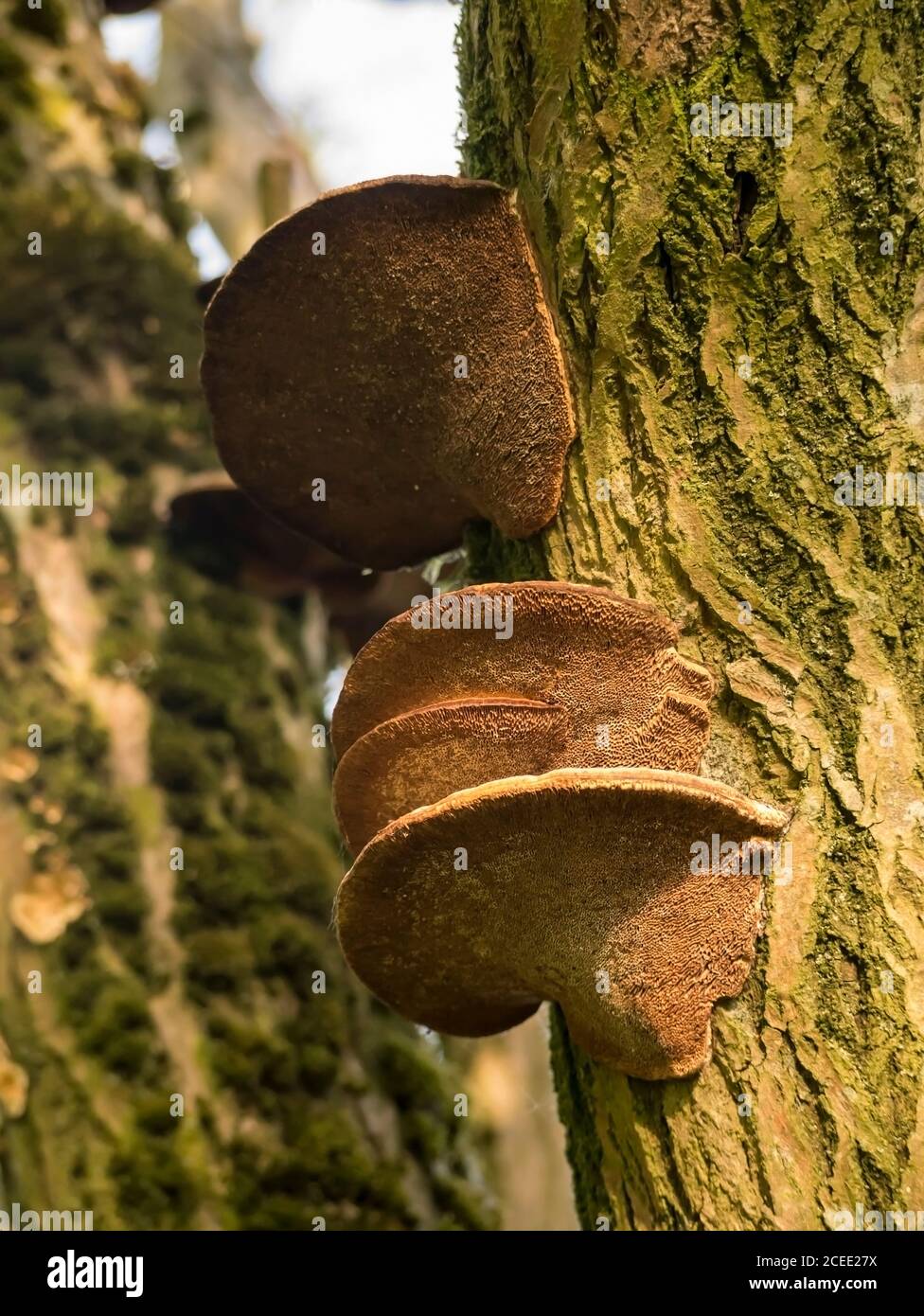 Fungus growing on bark Stock Photo - Alamy