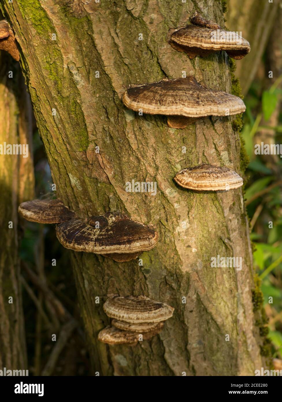 Fungus growing on bark Stock Photo - Alamy
