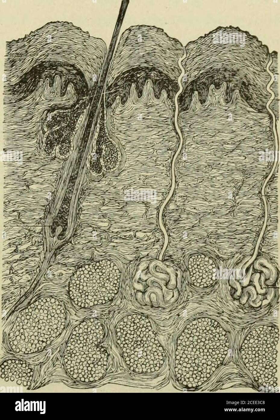 Papillary layer skin hi-res stock photography and images - Alamy