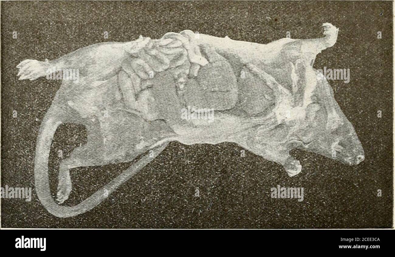 Buboes hi-res stock photography and images - Alamy