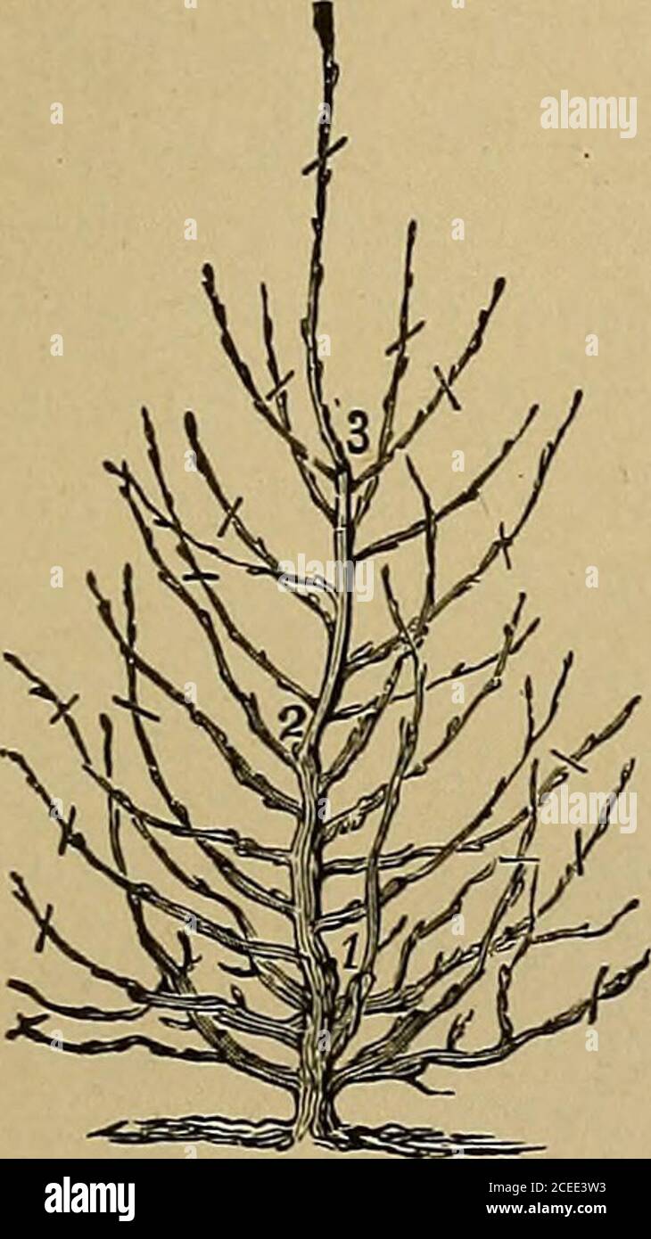 . The American fruit culturist. ^VW PRINCIPLES AND PRACTICE OF PRUNING ...