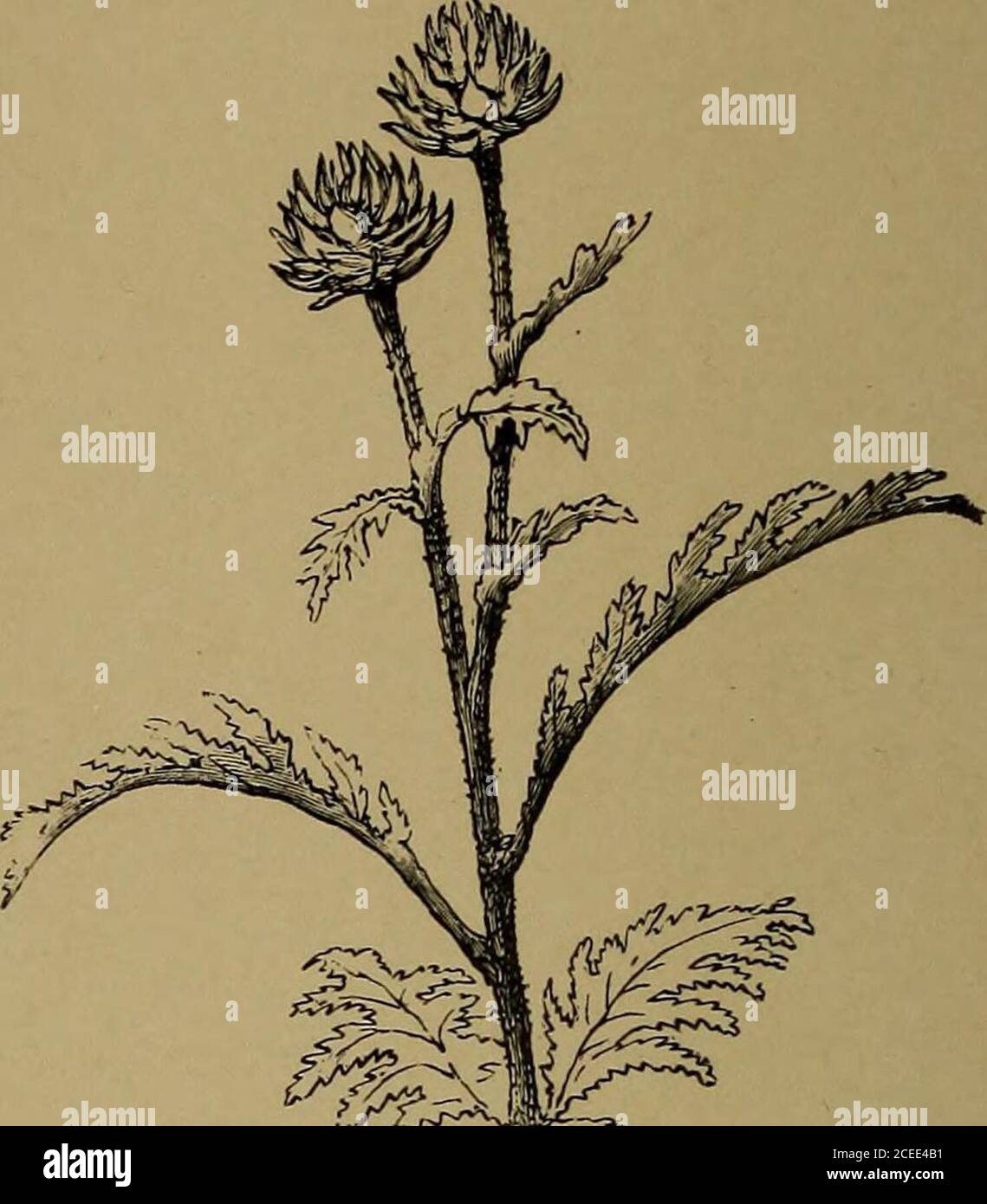 . Journal of researches into the natural history and geology of the ...