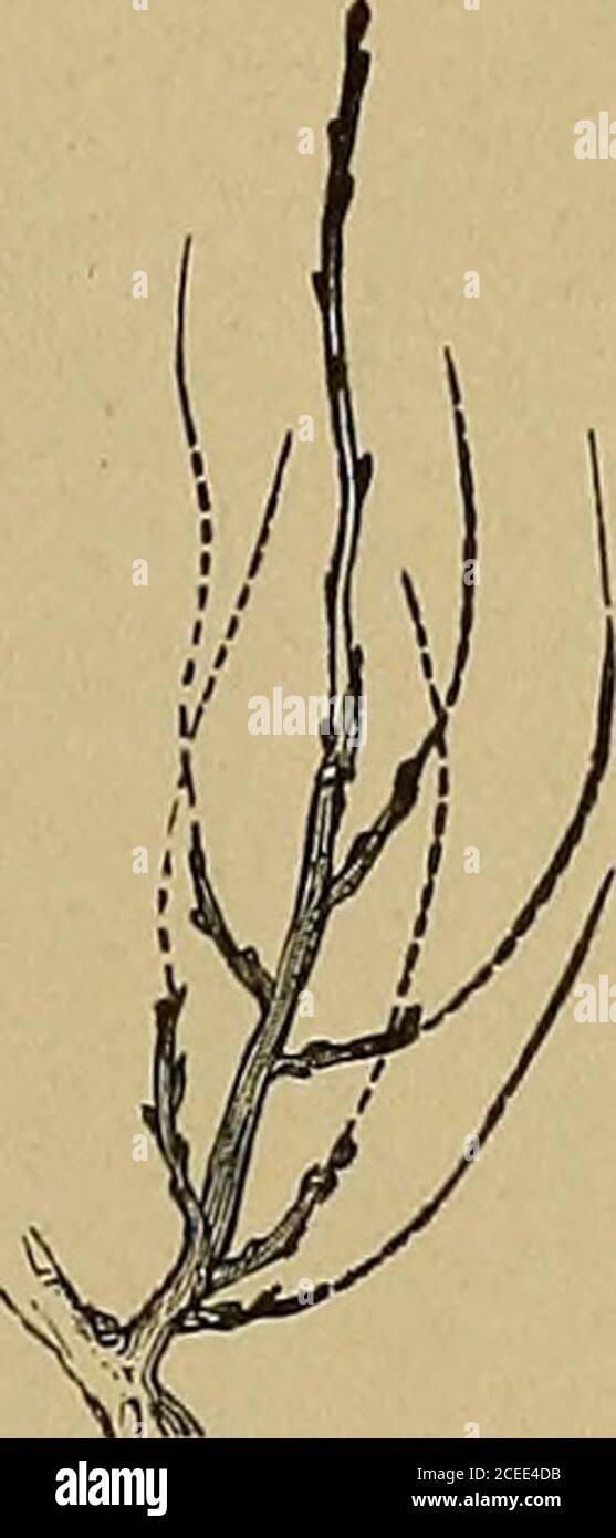 Fruit spurs hi-res stock photography and images - Alamy