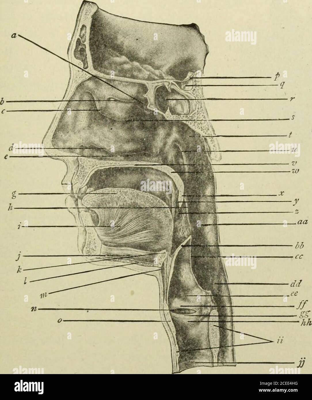Middle nasal concha hi-res stock photography and images - Alamy