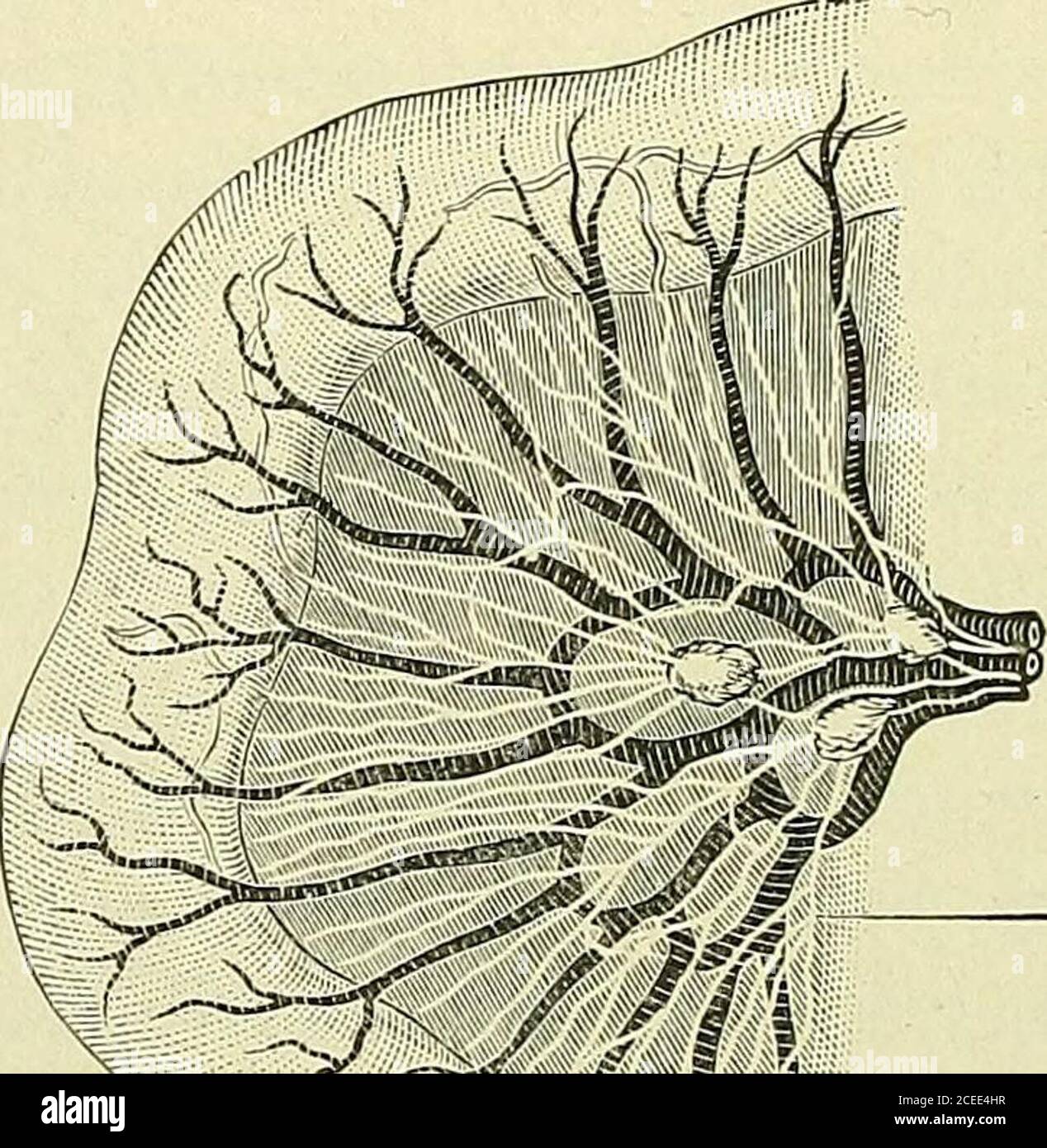 Epitrochlear hi-res stock photography and images - Alamy