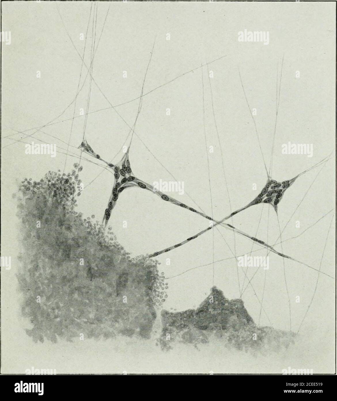 Tissueculture hi-res stock photography and images - Alamy