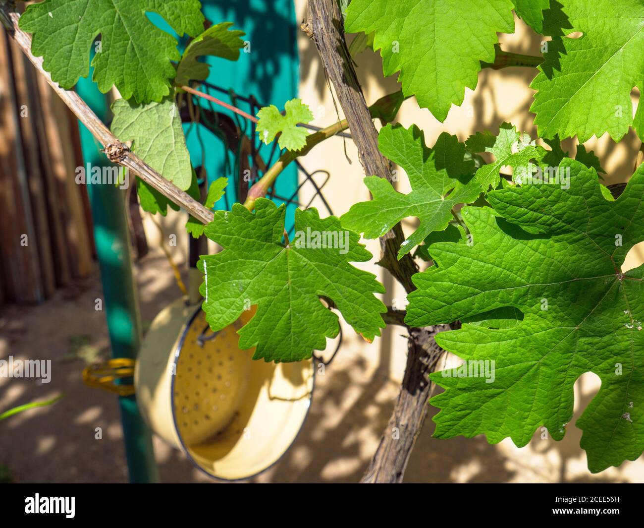 Vine twig with big bright green leaves, rustic old-fashioned metal ...