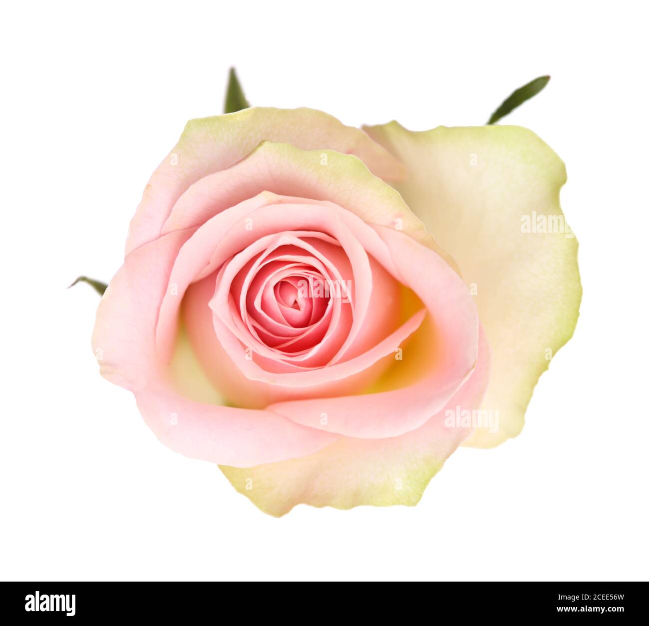 Unusual rose with green outer petals and pink center Stock Photo - Alamy