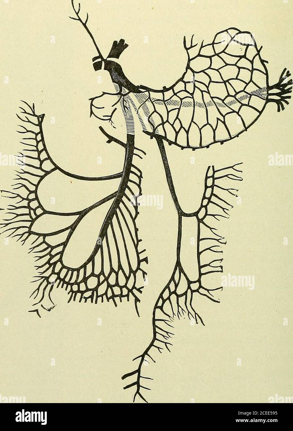 . Text-book of anatomy and physiology for nurses. Fig. 139.—Showing ...