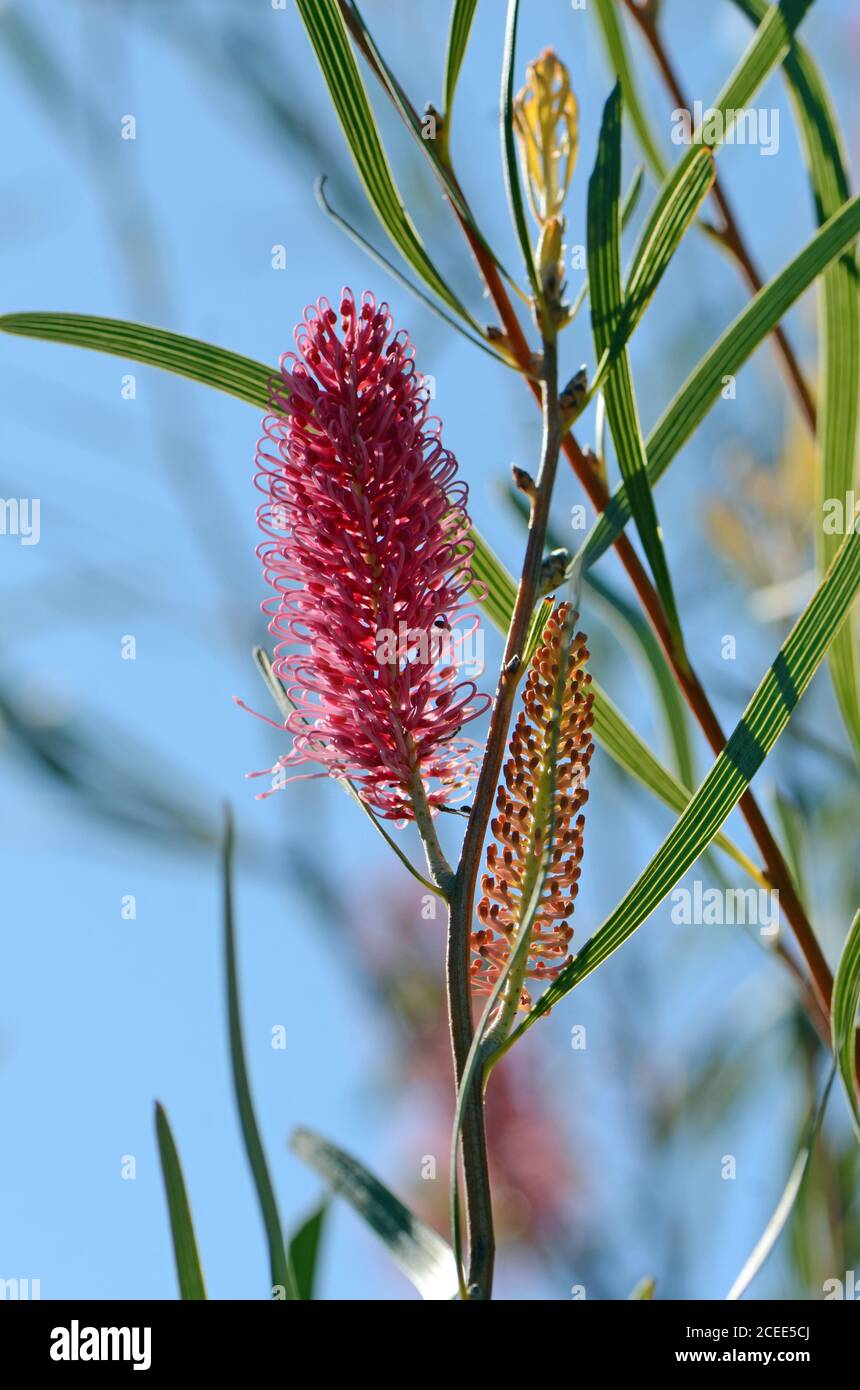 Hakea grammatophylla hi-res stock photography and images - Alamy