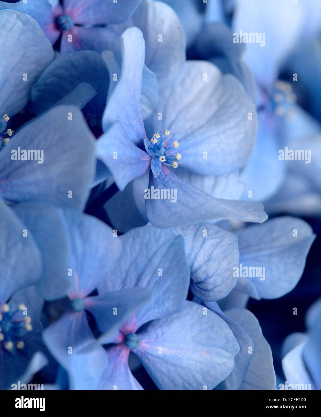 Natural floral background of blue flowers of Hydrangea macrophylla ...