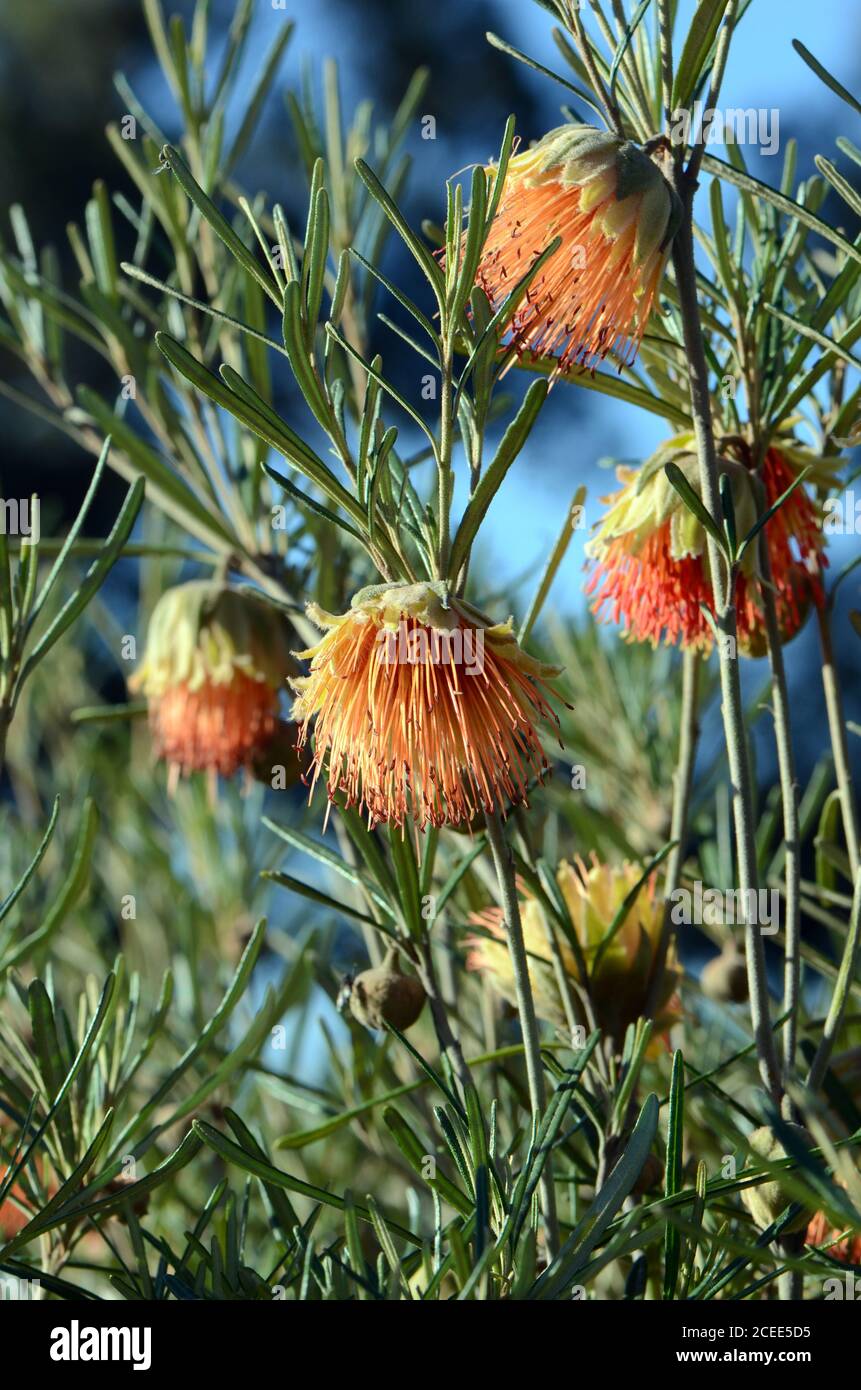 Australian native orange wildflower the Yanchep Rose, Diplolaena ...