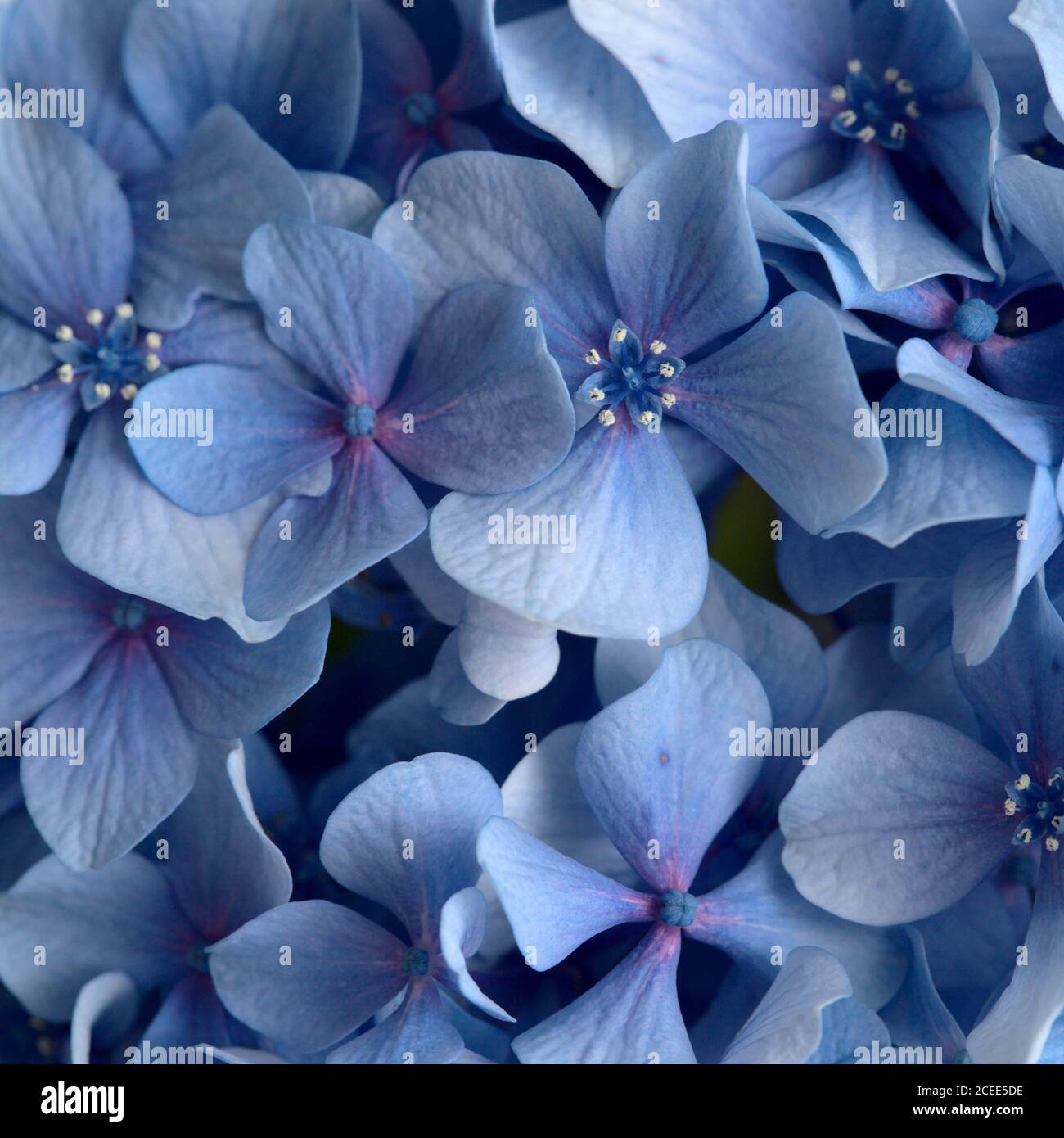 Natural floral background of blue flowers of Hydrangea macrophylla ...