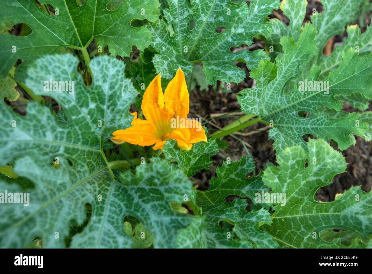 Pumpkin plant blooming during the summer Stock Photo - Alamy