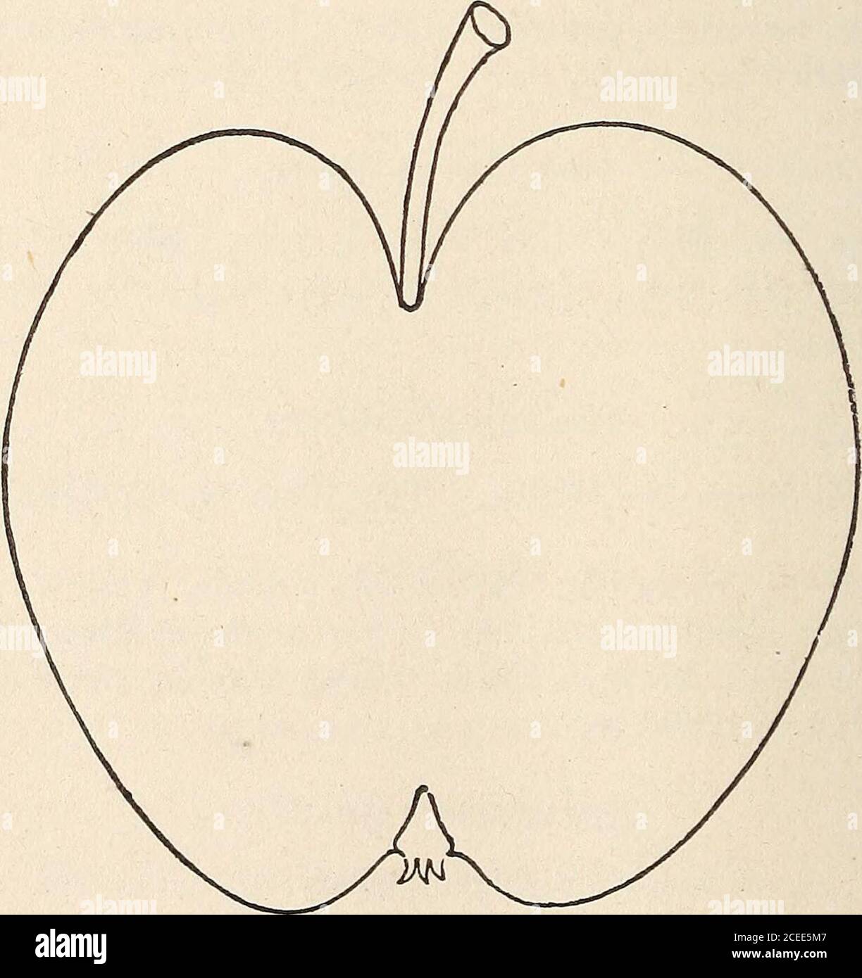 . Fruits and fruit-trees of America... iety resem-bles Fameuse, but its ...