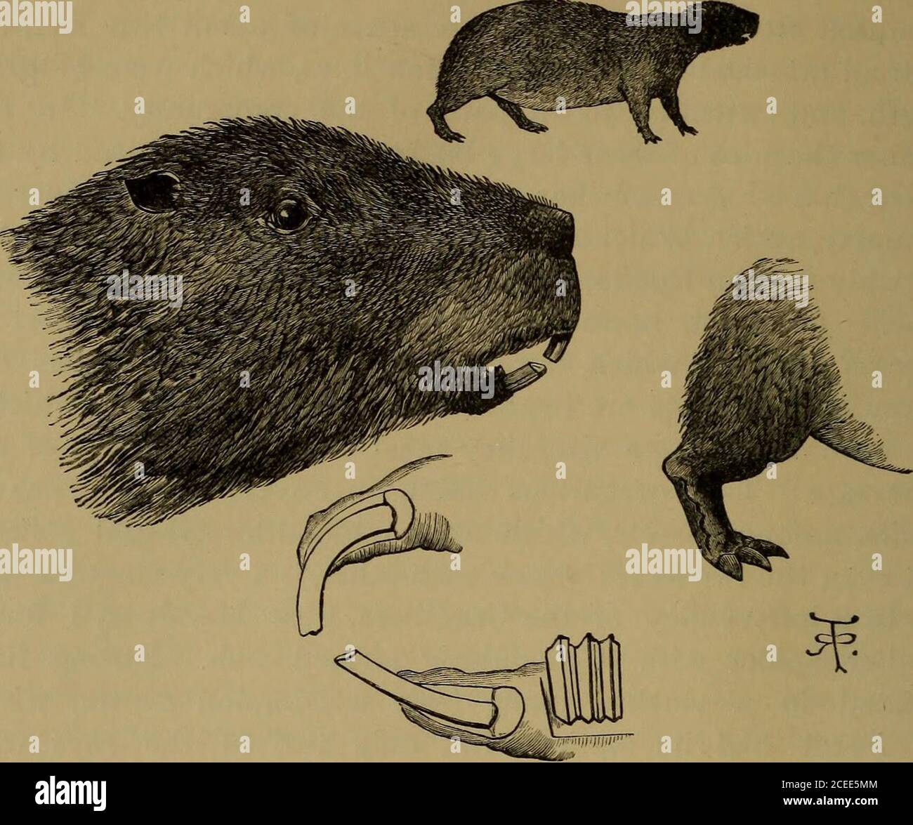 Tucutuco hi-res stock photography and images - Alamy