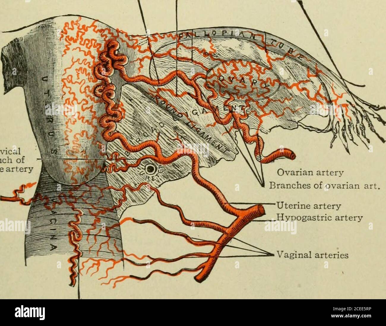 Inferior mesenteric artery hi-res stock photography and images - Alamy