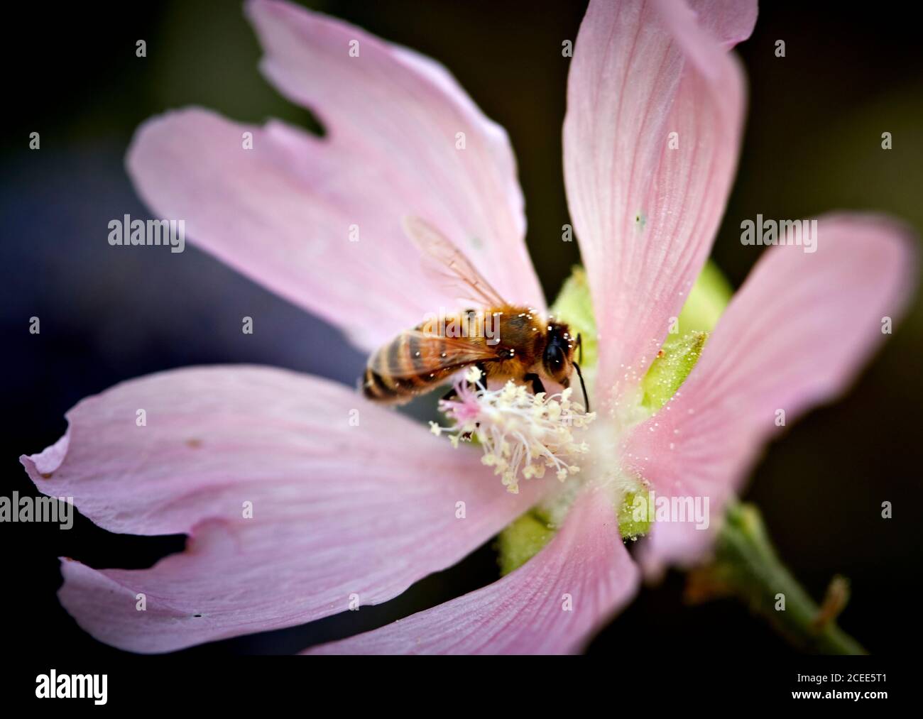Bees gather pollen from hi-res stock photography and images - Alamy