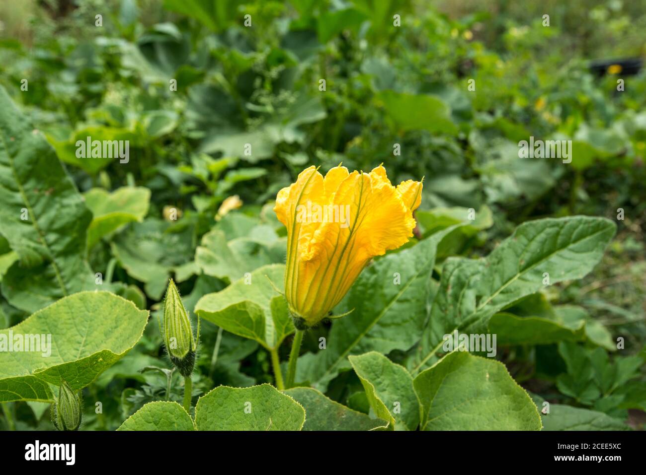 Pumpkin plant blooming during the summer Stock Photo - Alamy