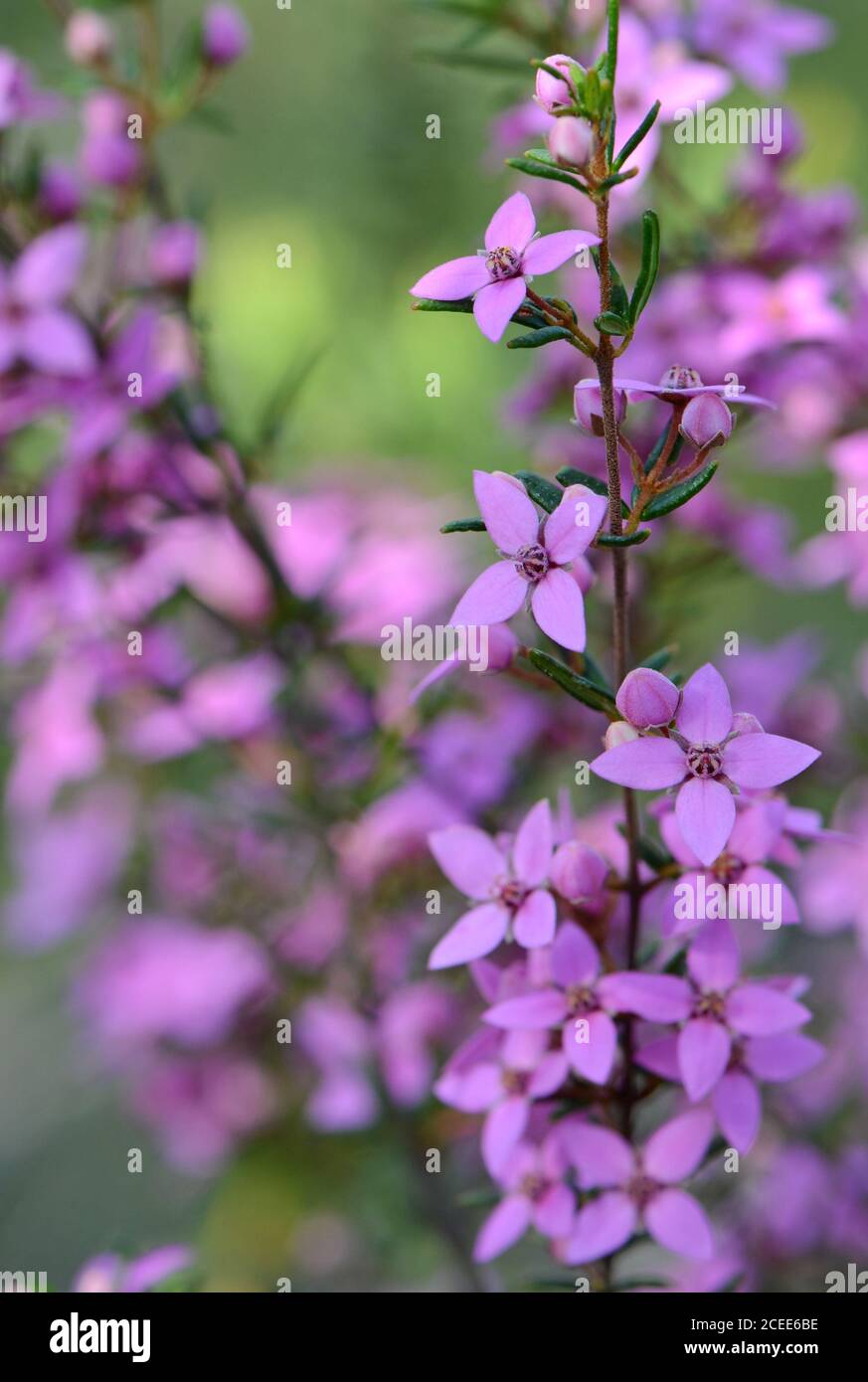 Pink flowers and buds of Australian native Boronia ledifolia, growing ...