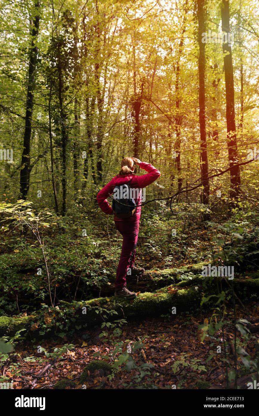 MATURE Woman PRACTICING TREKKING FOR A FOREST OF CENTENNIAL TREES IN ...