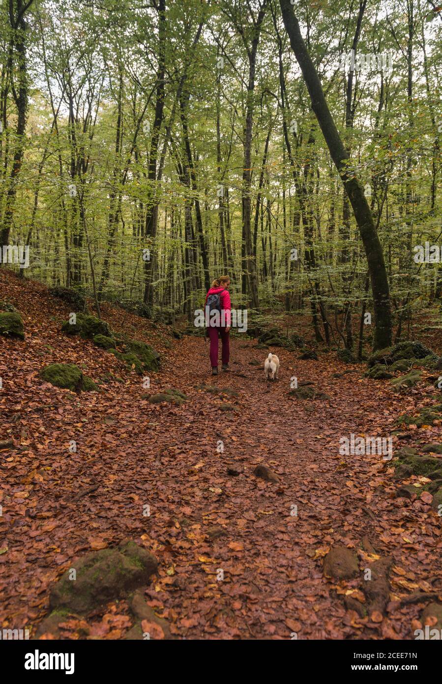MATURE Woman PRACTICING TREKKING FOR A FOREST OF CENTENNIAL TREES IN ...