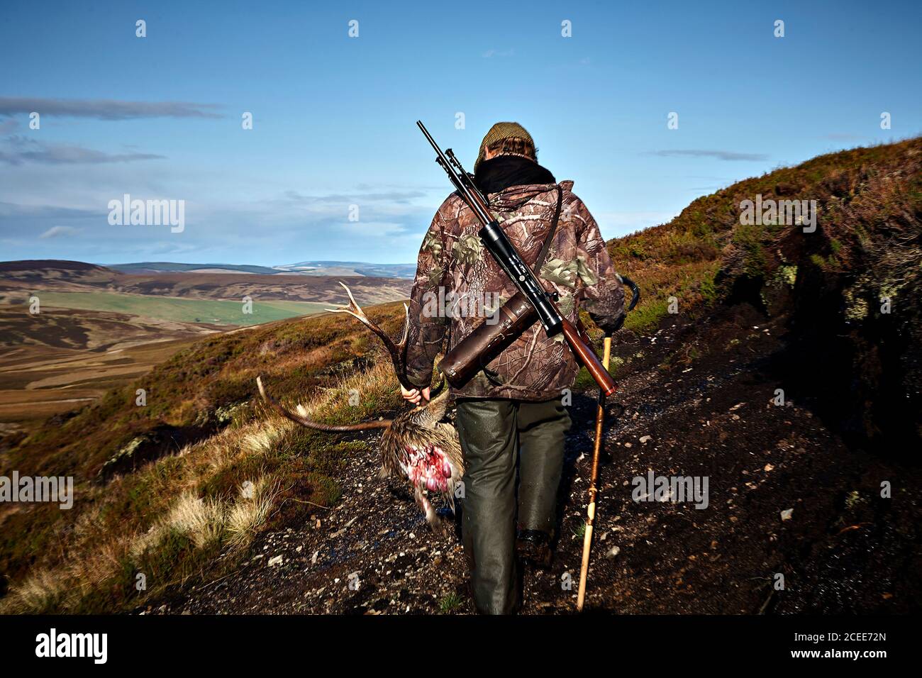 A hunter walking in the Scottish highlands with his dead deer trophy in ...