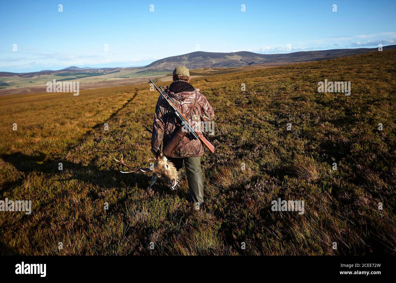 A hunter walking in the Scottish highlands with his dead deer trophy in ...