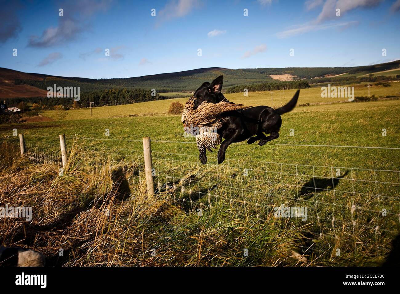 Deer jumping over a fence hi-res stock photography and images - Alamy