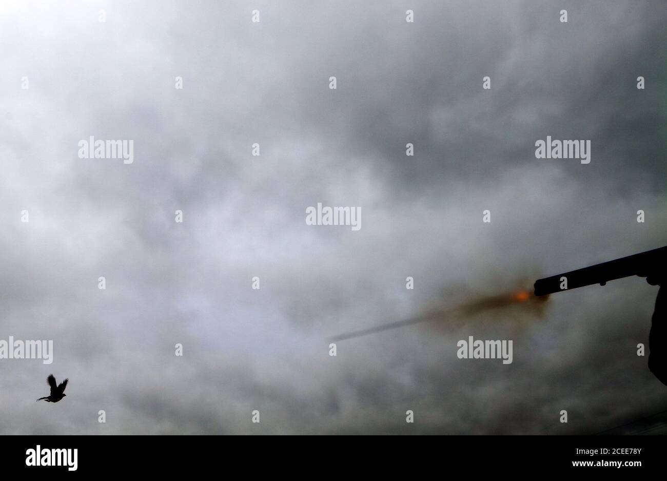 Air rifle hunting hi-res stock photography and images - Alamy