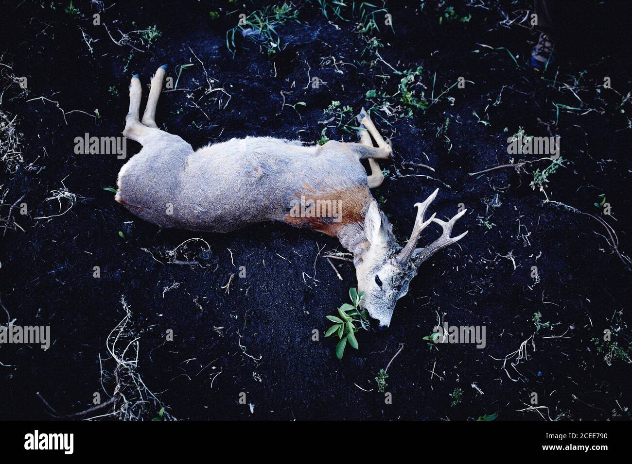 Gunshot blood hi-res stock photography and images - Alamy