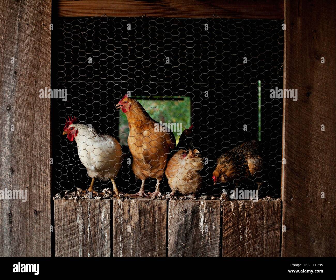 Farm Chickens in the Coop Stock Photo - Alamy