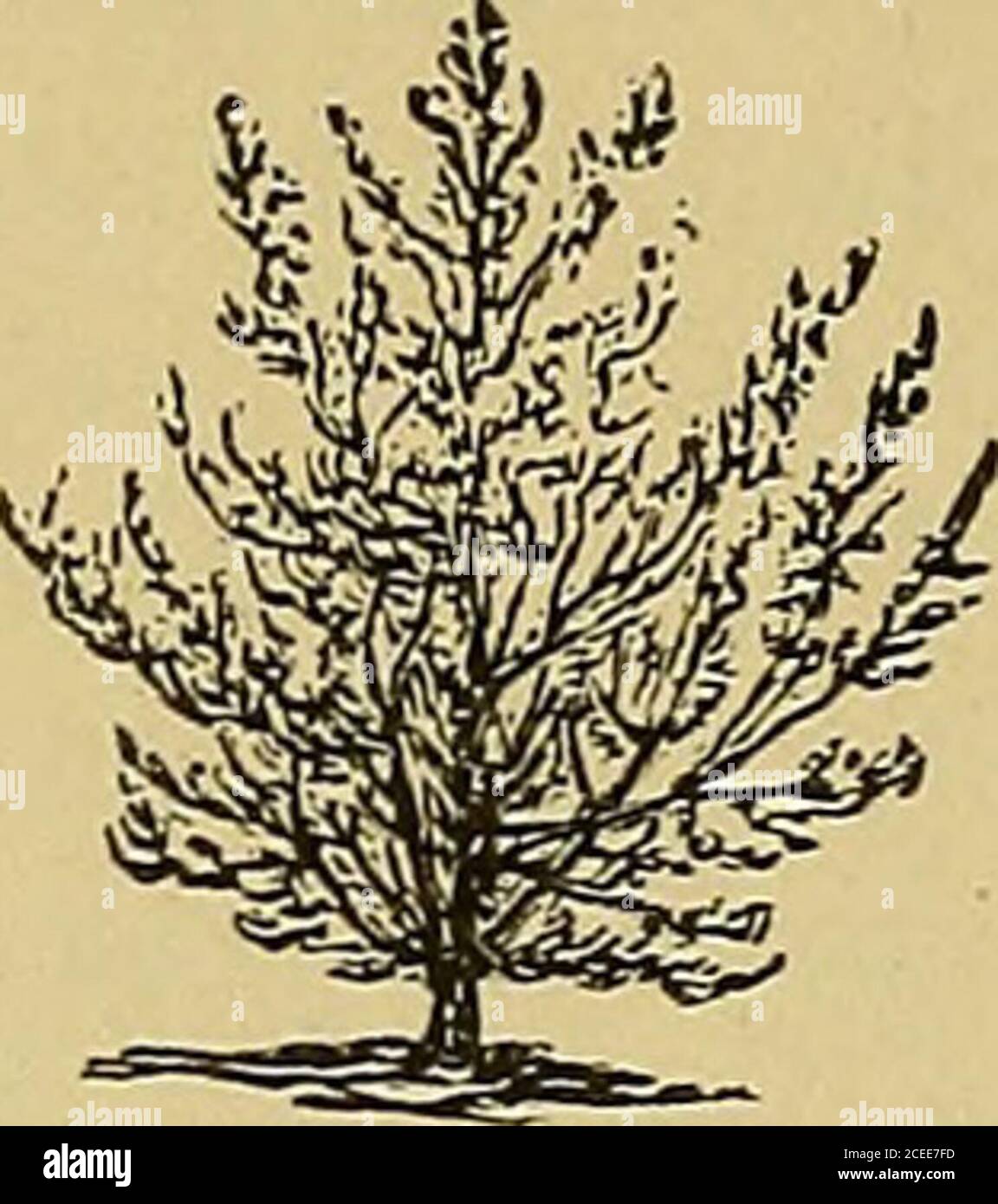 . The American fruit culturist. Fig. 8o.. Pig. 8i.Trimming Hedges Stock ...