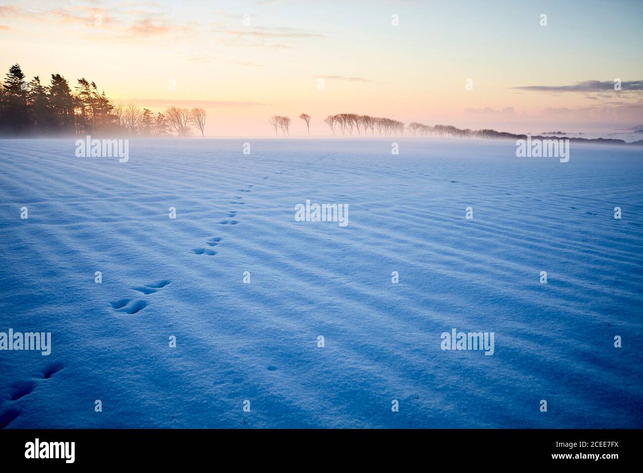 Animal Footsteps High Resolution Stock Photography and Images - Alamy