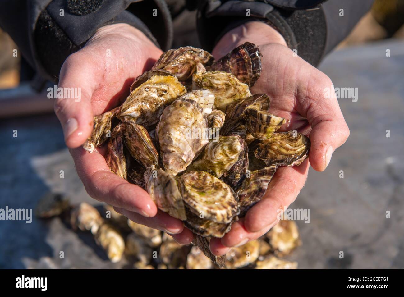Wild and native Oysters grown and harvested in the Shetland Islands ...