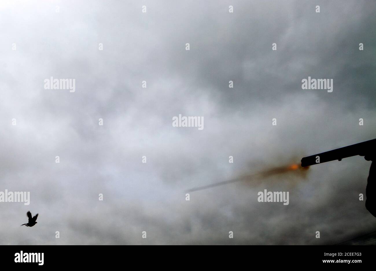 Rough shooting in Denmark. Hunter shooting up in the air to shoot a ...