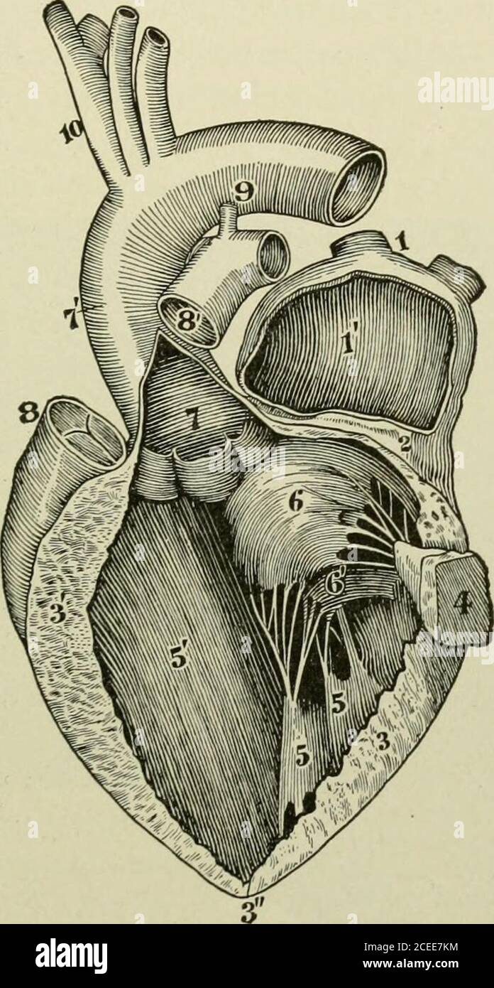 . Text-book of anatomy and physiology for nurses. arteries supply the ...