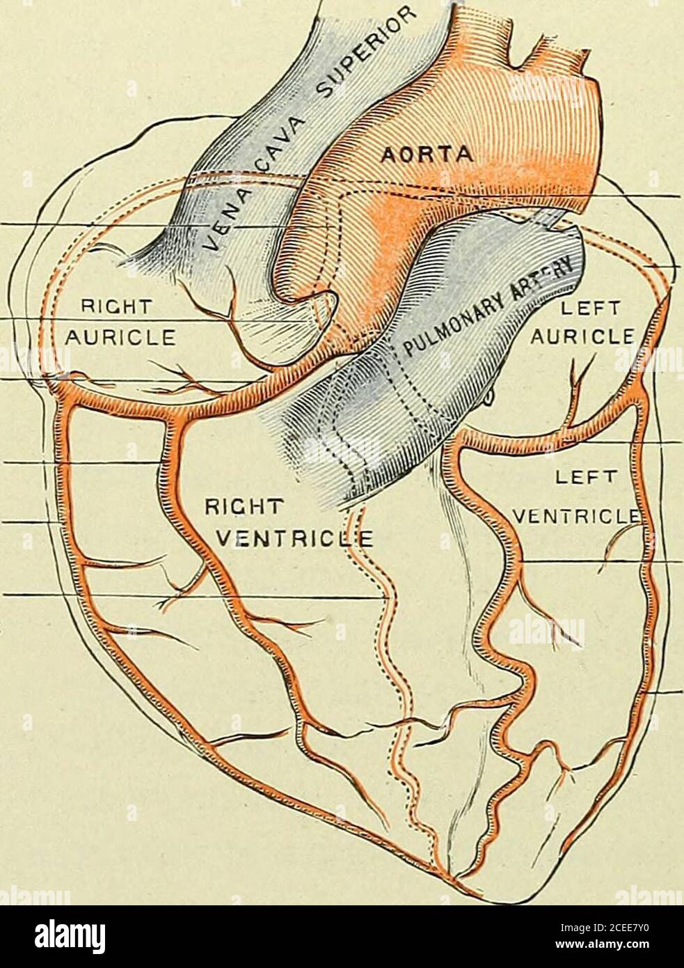 . Text-book of anatomy and physiology for nurses. rt is a hollow ...